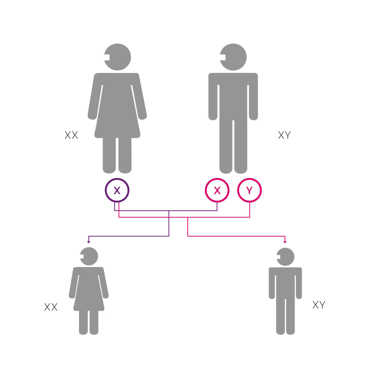 The X chromosome - Health in Code